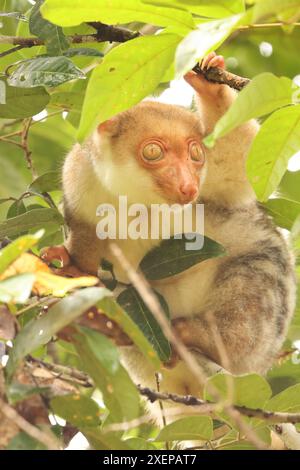 Waigeou cuscus or Waigeou spotted cuscus (Spilocuscus papuensis), Raja ...