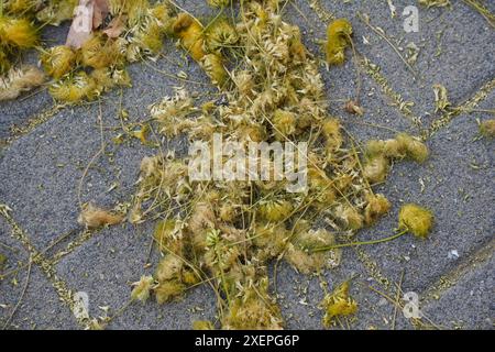 Falling Flowers of Albizia lebbeck. Common names include Siris, Indian ...