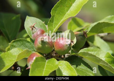 Small apple fruit developing on a tree in springtime Stock Photo - Alamy