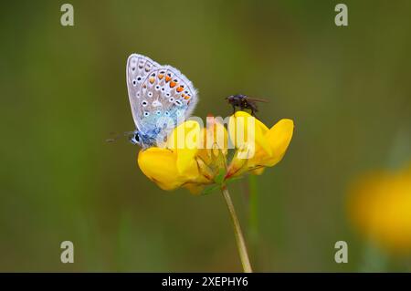Common Blue Butterfly sharing a Birds foot trefoil flower with a house ...