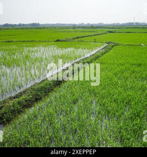 Hoi An, Vietnam - 5 Feb, 2024: Rice Fields in rural farmland on the ...