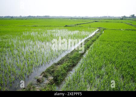 Hoi An, Vietnam - 5 Feb, 2024: Rice Fields in rural farmland on the ...