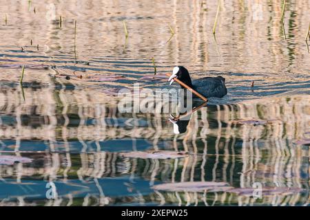 Summer brings vibrant wildlife to the park's lake, with coots nesting ...