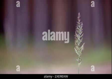 Scandinavian Small-reed (Calamagrostis purpurea Stock Photo - Alamy
