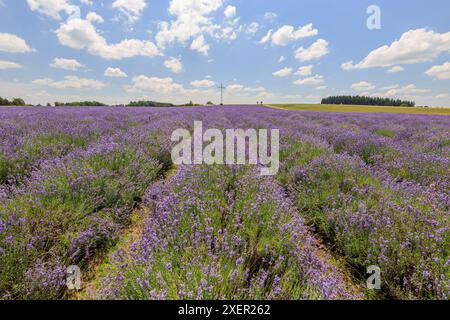 Lavender field in Adlstrass Bavaria Stock Photo - Alamy
