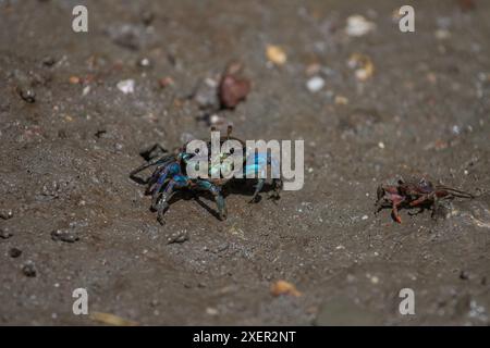 mangrove crabs in mud Stock Photo - Alamy