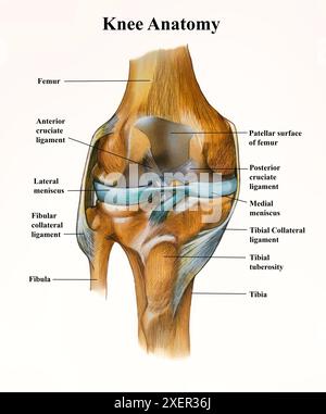 illustration knee anatomy, teaching basics for knee replacement surgery ...
