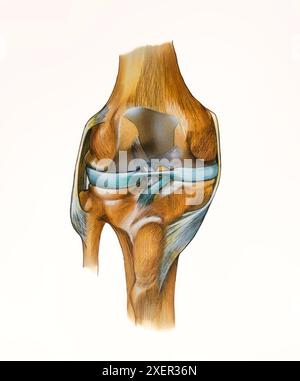 illustration knee anatomy, teaching basics for knee replacement surgery ...
