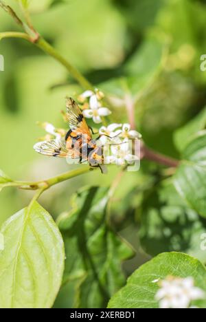 A foraging hoverfly, Volucella inflata on Ham Common, Surrey Stock ...