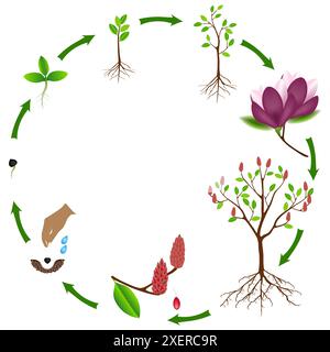 Cycle of growth of pink magnolia plant on a white background Stock ...