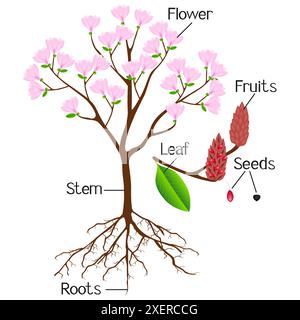 Parts of pink magnolia tree on a white background Stock Vector Image ...