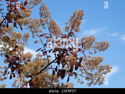 Mackerel tannerum woody plant growing in a city park Stock Photo - Alamy