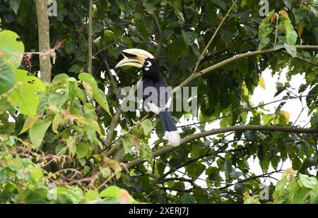 image of an Oriental Pied Hornbill Stock Photo - Alamy