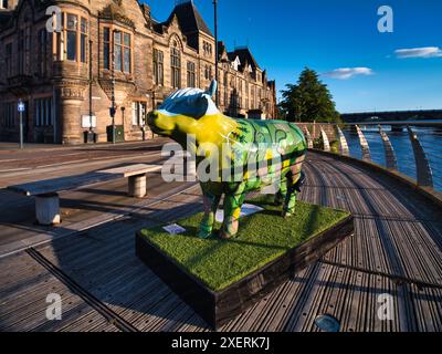 Perth, The Hairy Highland Coo Trail 2024 Stock Photo - Alamy