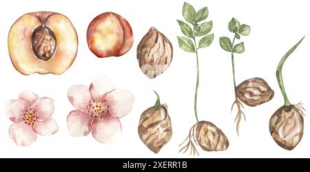 Watercolor peach plant stage growth poster illustration, peach life ...