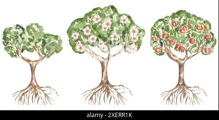 Watercolor peach plant stage growth poster illustration, peach life ...