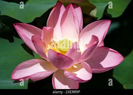 Lotus flower, Ueno Onshi Park, Ueno, Tokyo, Japan Stock Photo - Alamy