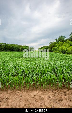 Wisconsin cornfield in early summer, vertical Stock Photo - Alamy