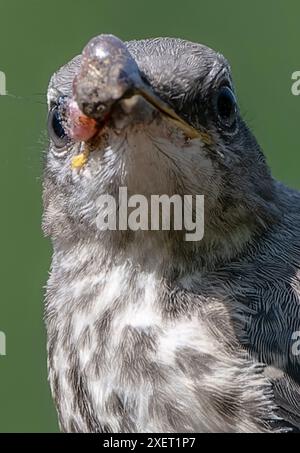 A Northern Mockingbird with a growth on its beak Stock Photo - Alamy