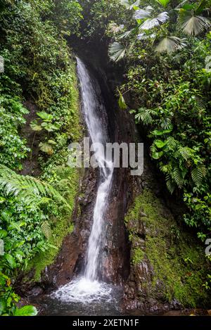 Bleu morphs waterfall, Mistico Hanging Bridge Park, Costa Rica, Central ...