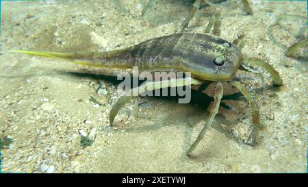 An illustration of the extinct Eurypterid Kokomopterus (sea scorpions ...