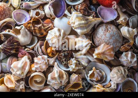 background made from shells, flotsam, stones; holiday feeling, sea sand ...