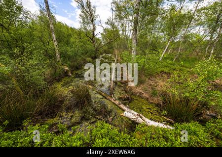 Ahrensfelder Damm, Osterholz-Scharmbeck, Lower Saxony, Lower Saxony ...