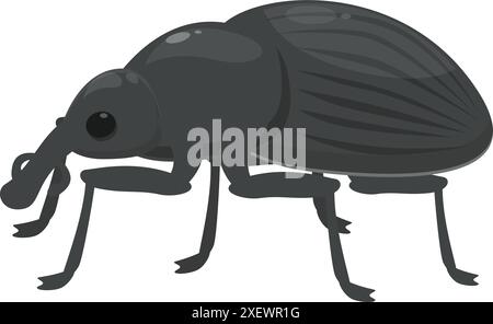 Black weevil is standing on six legs, an illustration of the common ...