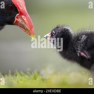 Pukeko bird mother feeding baby pukeko with nature green background ...