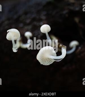 Austral dripping bonnet (Roridomyces austrororidus), growing on rotting ...