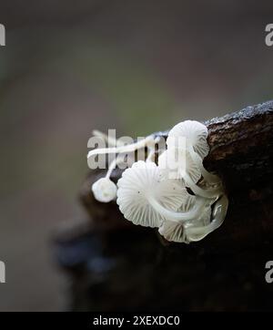 Austral Dripping Bonnet (Roridomyces austrororidus) Fungi Stock Photo ...