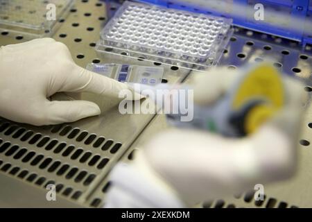 Sample preparation in Neubauer chamber for counting cells, Laminar flow ...