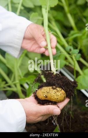 Production of pre-base seed potatoes. Neiker Tecnalia, Instituto de ...