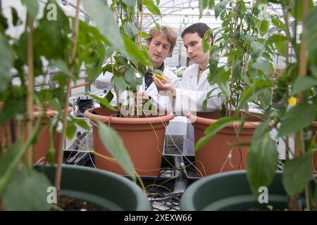 Studying the Gernika pepper physiology in greenhouse, Departamento de ...