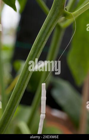 Probe inserted in petiole to study the vascular continuity of Gernika ...