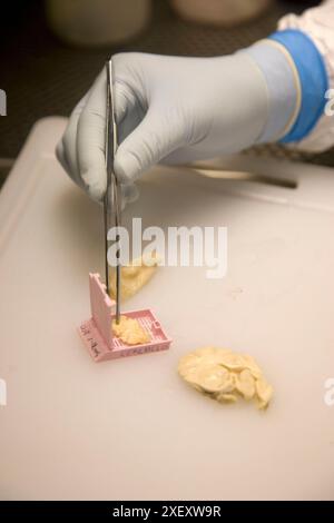 Cutting encephalus, Pathological anatomy, Laboratory of Bio-Safety ...