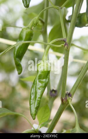 Gernika pepper fruits, Neiker Tecnalia, Instituto de Investigación y ...