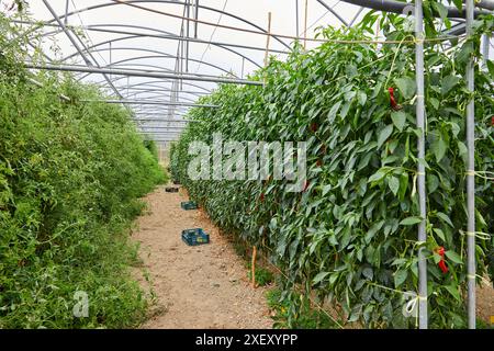 Greenhouse pepper cultivation, Institute for Agricultural Research and ...