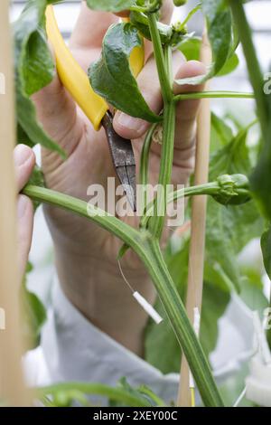 Probe inserted in petiole to study the vascular continuity of Gernika ...