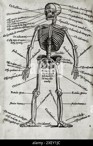 The 16th century illustration of surgery and surgical operations in the ...