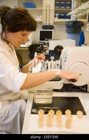 Microtome, Fishing biology laboratory. Polishing and reading of ...
