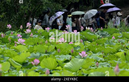 Visitors enjoy the blooming lotus flowers at Purple Bamboo Park in ...