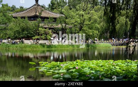 Visitors enjoy the blooming lotus flowers at Purple Bamboo Park in ...