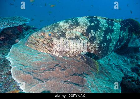 Mozambique, Inhambane, Vilankulo, Potato Cod, Grouper, Bass ...