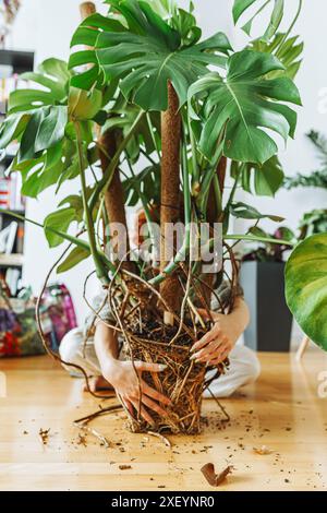 Cross section of soil, monstera with roots Stock Photo - Alamy