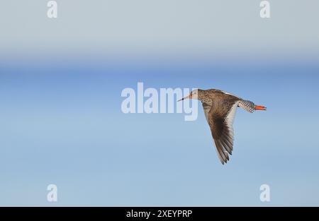 Common redshank flying over blue sea Stock Photo - Alamy