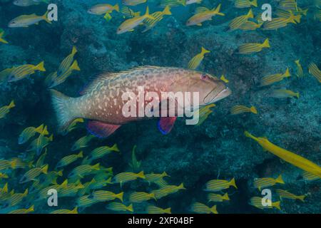 Mozambique, Inhambane, Tofo, Potato Cod, Grouper, Bass (Epinephelus ...