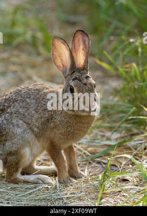 Desert Cottontail (Sylvilagus audubonii), Sacramento County California ...
