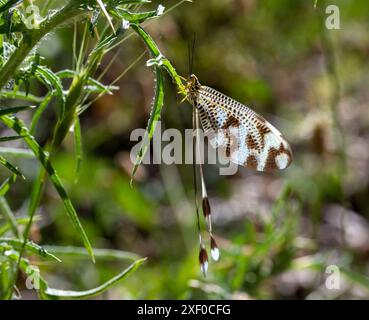 Spoon-winged Lacewing (Nemoptera sinuata) Kalymnos, Dodecanese Islands ...