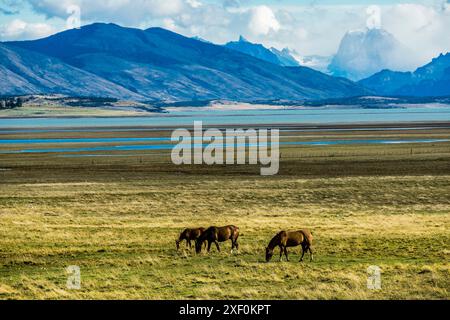 horses in the pampas near Lake Roca, republica Argentina,Patagonia ...